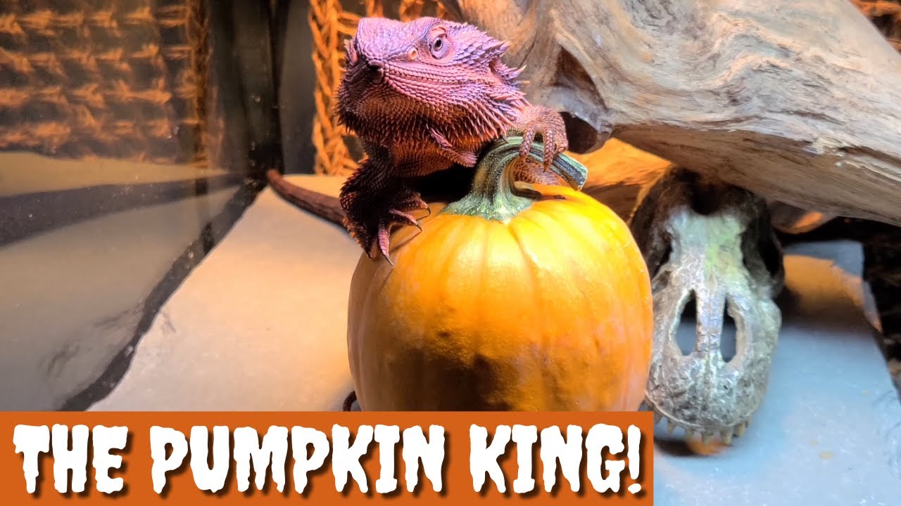 Bearded Dragon Tries Pumpkin for the First Time! 🎃🦎 | Funny Fall ...