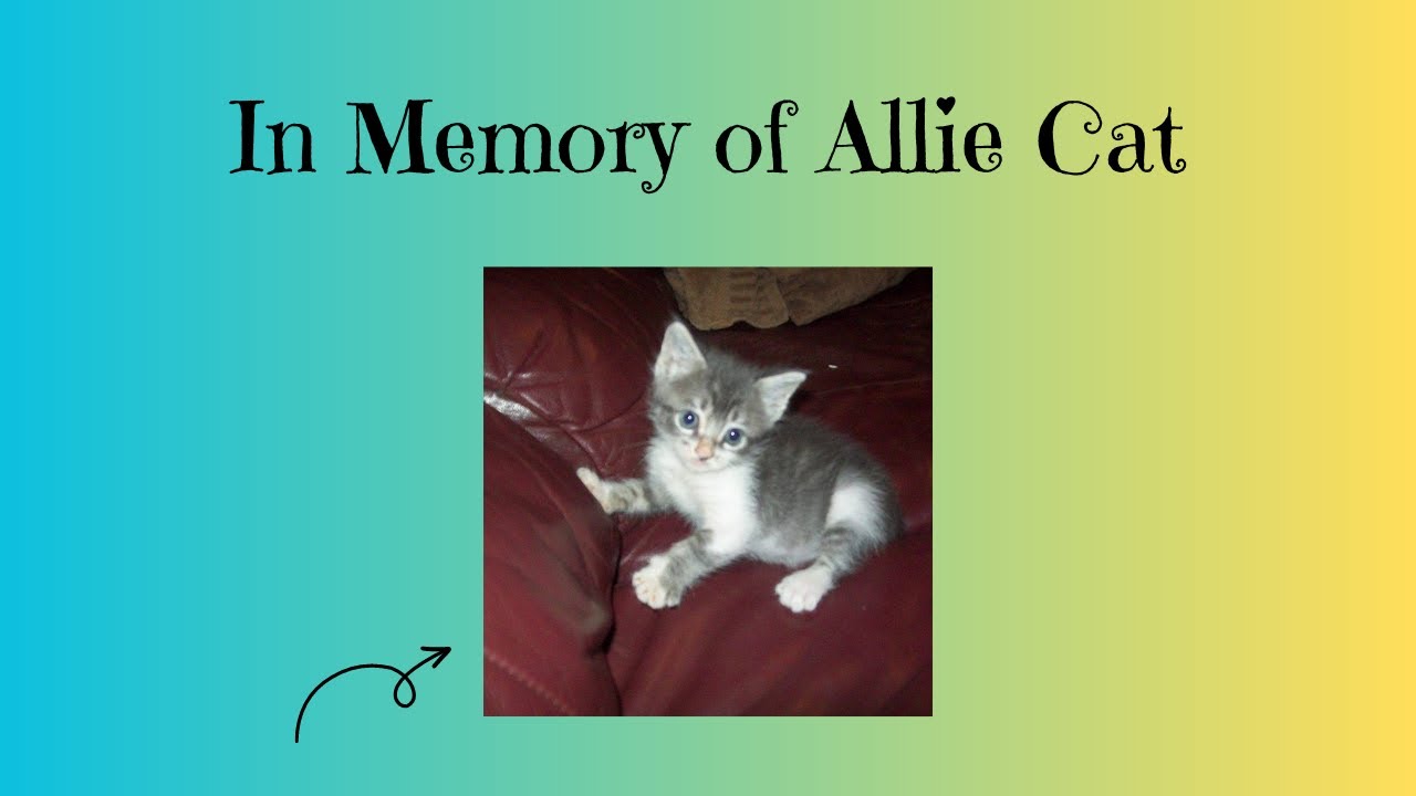 In Memory of Allie Cat - YouTube