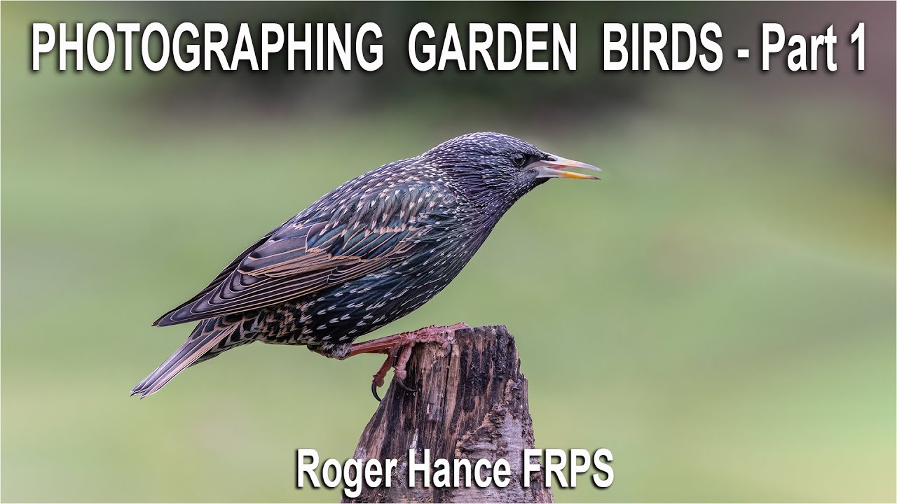 Photographing Garden Birds in a small town garden using an Olympus EM1 ...