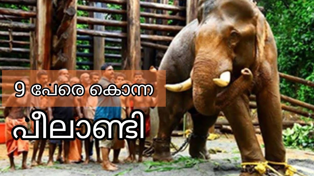 Kodanad Elephant Training Centre | Peelandi | Abhayaranyam | Kaprikad ...
