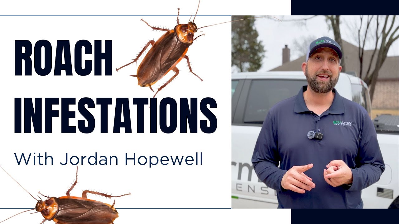 How to Deal with a Cockroach Infestation! - YouTube