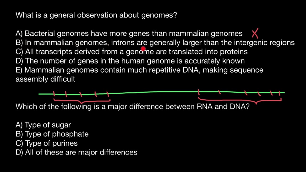 Introns, Exons, Intergenic space - YouTube