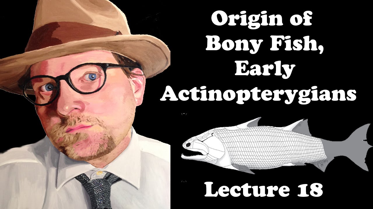 Lecture 18 Origin of Bony Fish, Early Actinopterygians - YouTube