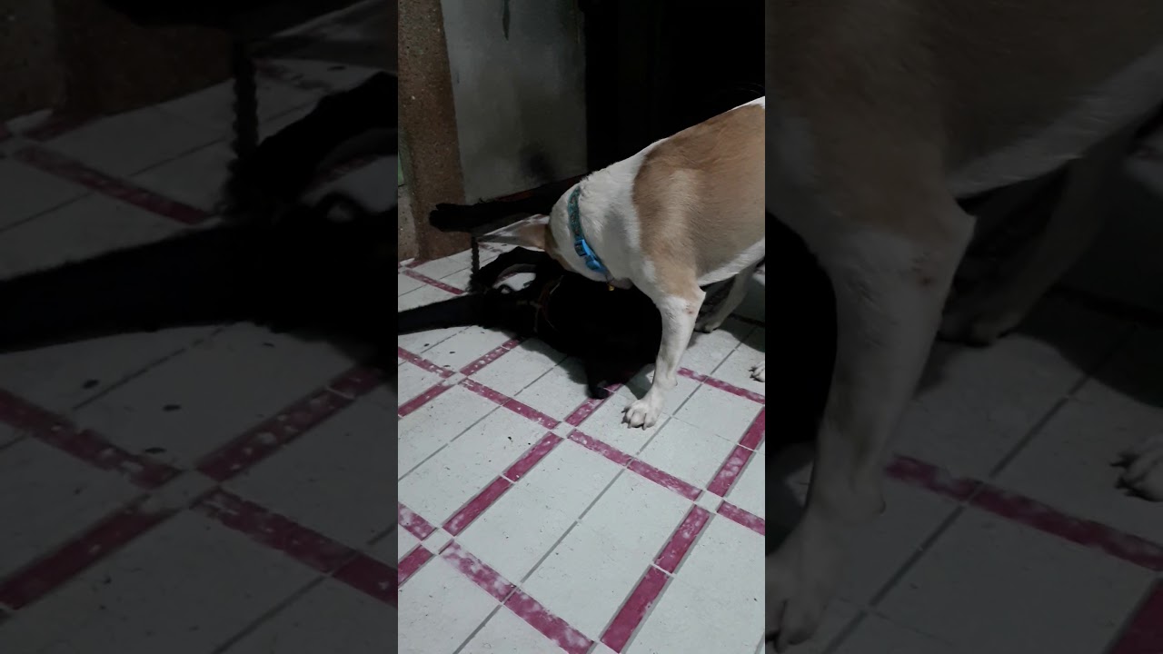 Aspin n labrador - YouTube