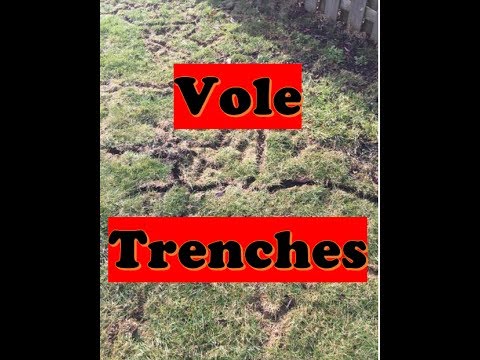 Mole Damage / Vole Trench Damage Repair + How to Level Lawn (LAWN CARE ...