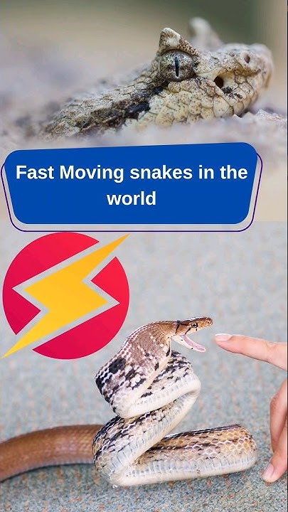 Fast moving snakes in the land (Top 3) #fastest #snake #black mamba # ...