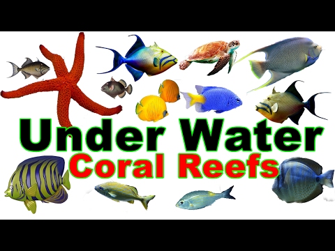 Learn Coral Reefs For Kids | Rain Forests Fish Turtles and More for ...
