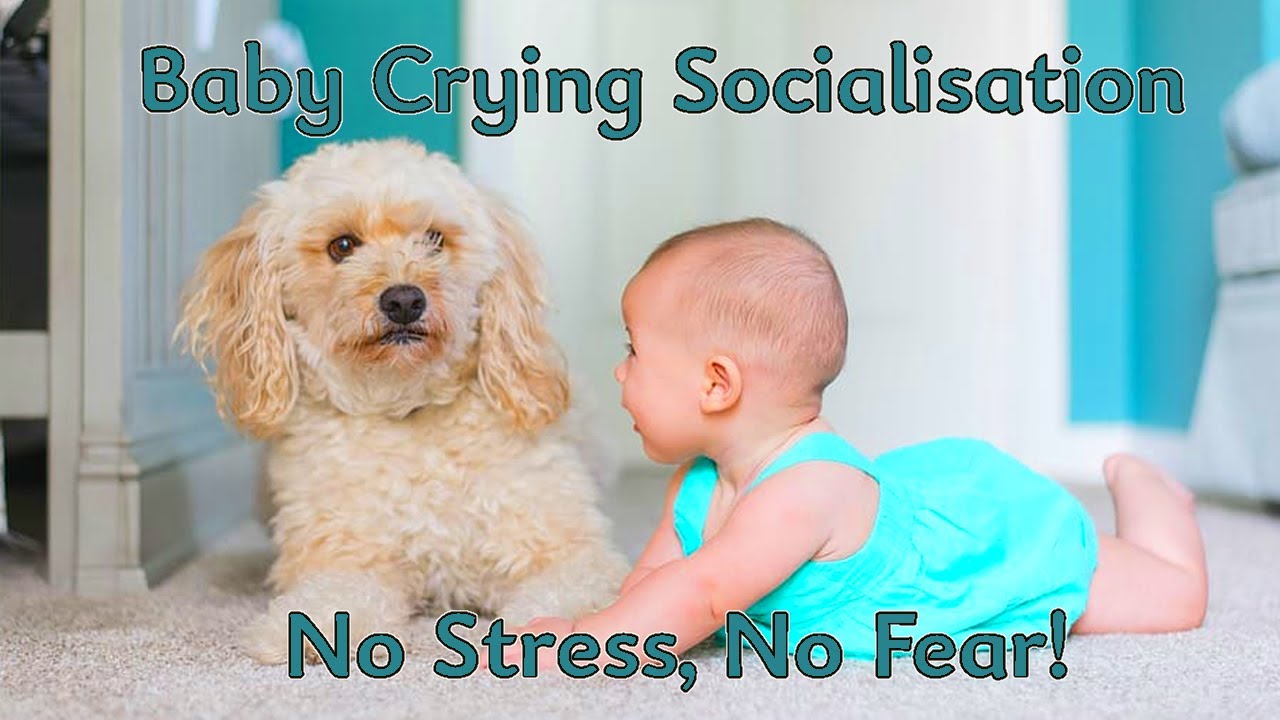 Baby Crying Sound for Dog Socialization | Puppy Desensitization Noise ...
