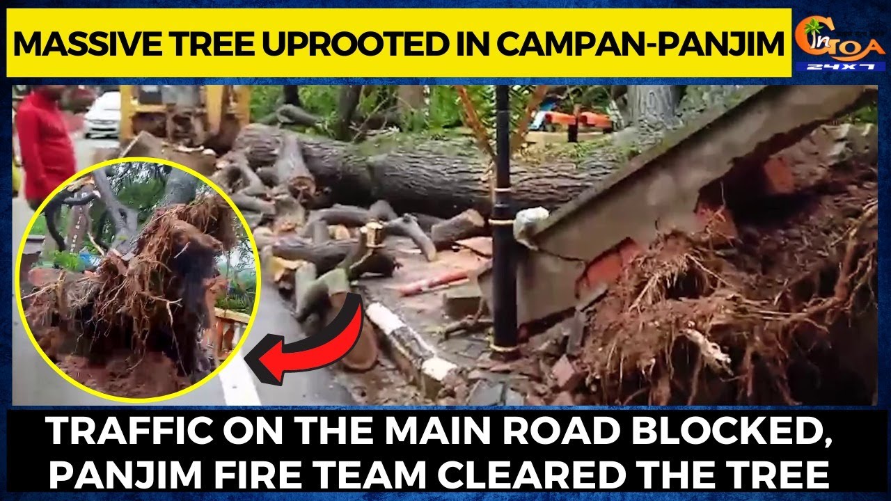 Massive tree uprooted in Campal-Panjim - YouTube
