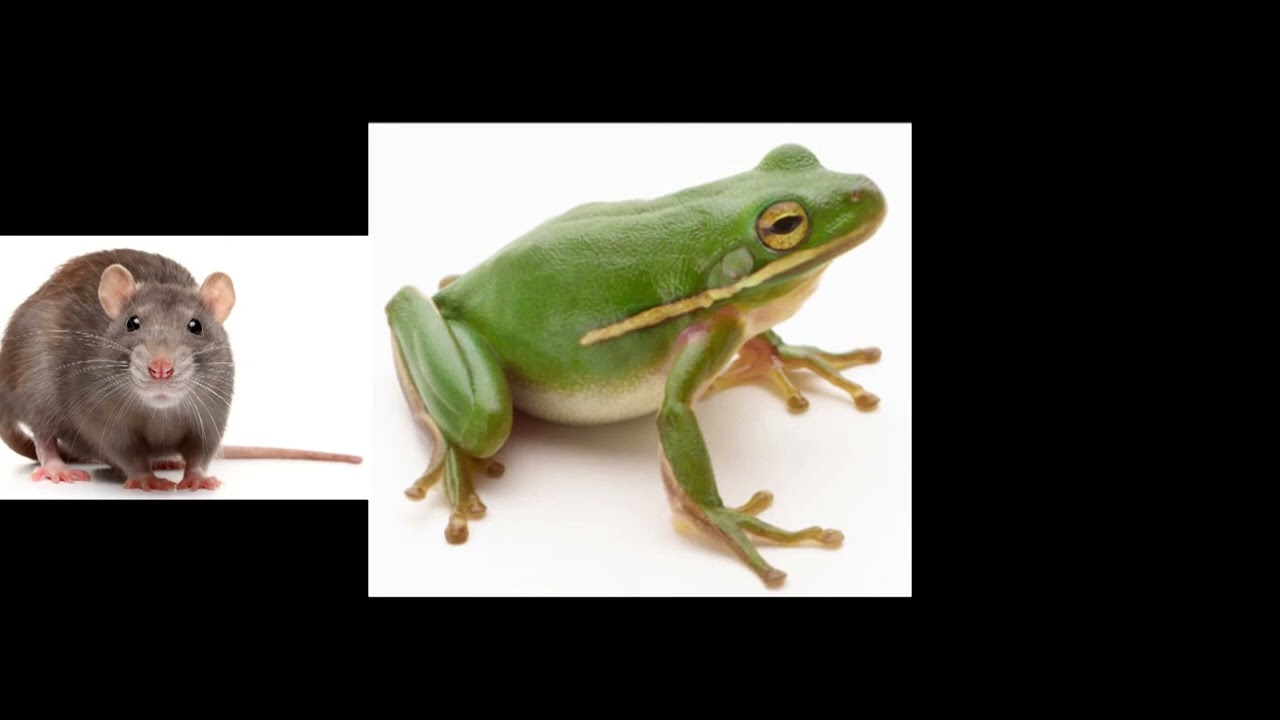 Frog + Lizard + Rat Sparta Mix NO BGM - YouTube