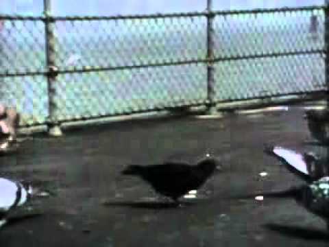 Sesame Street - Bert - Doing The Pigeon - YouTube