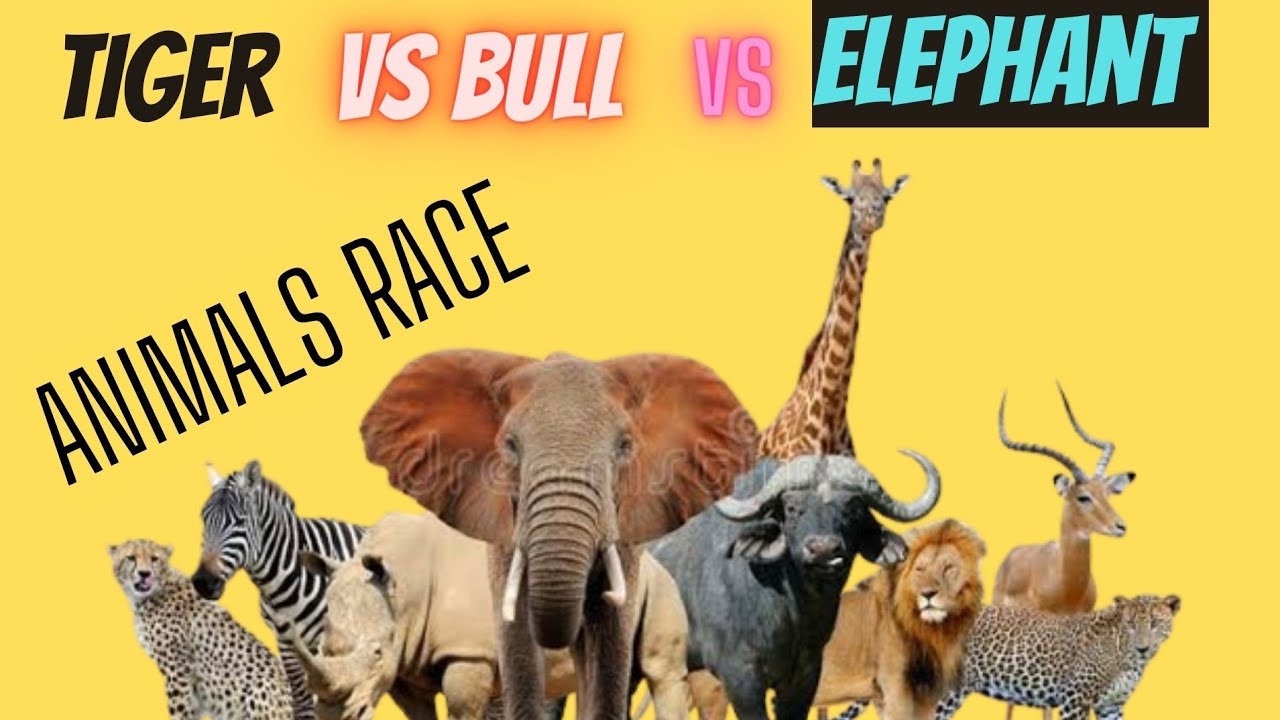 Who is the best.? | Animals Race Game | Camel VS Bull VS Tiger VS ...