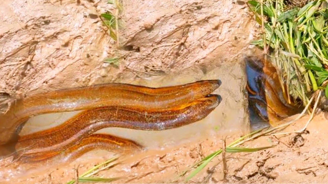 Real Life Eel Fishing | Eel Fish Getting into a Small Hole | fishing ...