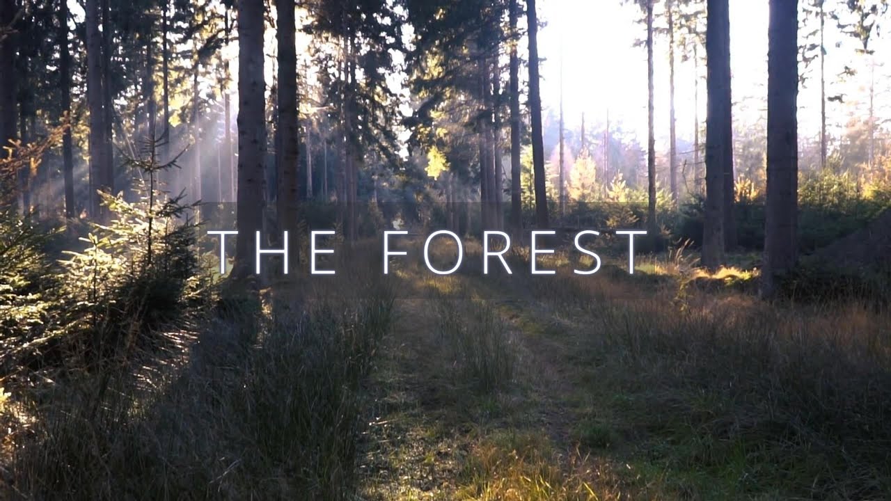 The Forest Awakens: 4K Cinematic Nature Video - YouTube