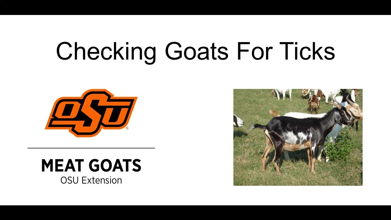Checking Goats for Ticks - YouTube