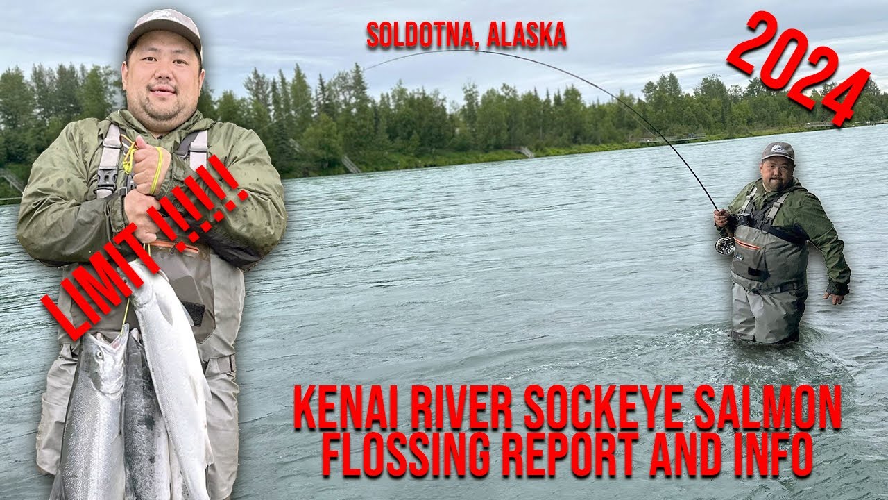 Kenai River Sockeye Salmon Flossing Report And Info 2024 #fishing # ...