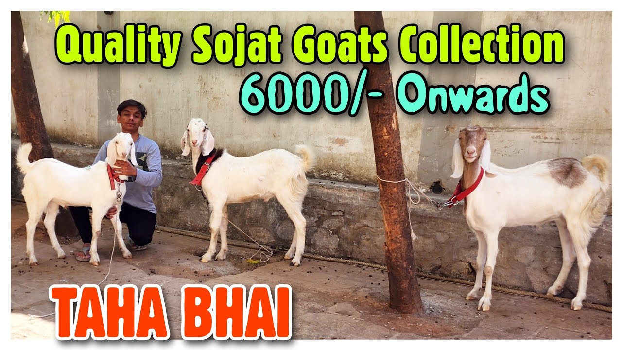6000/- Onwards Sojat Bakra Bakri TAHA BHAI | Quality Sojat Goat In ...