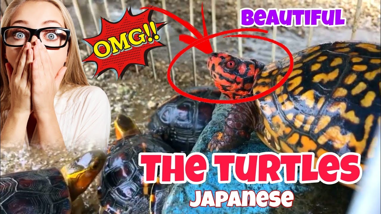 TURTLE IN THE RAIN🎌 9/24/2022 - YouTube