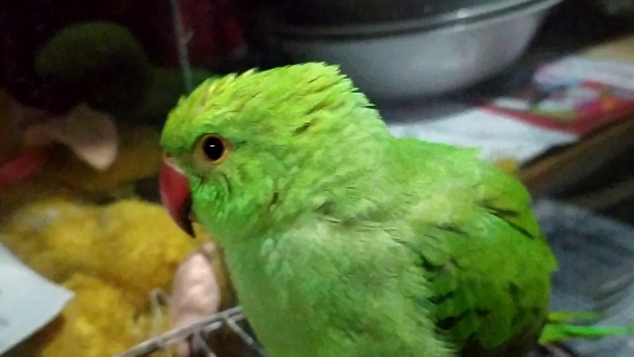 টিয়া পাখি tiya pakhi mithur partner niye asci - YouTube