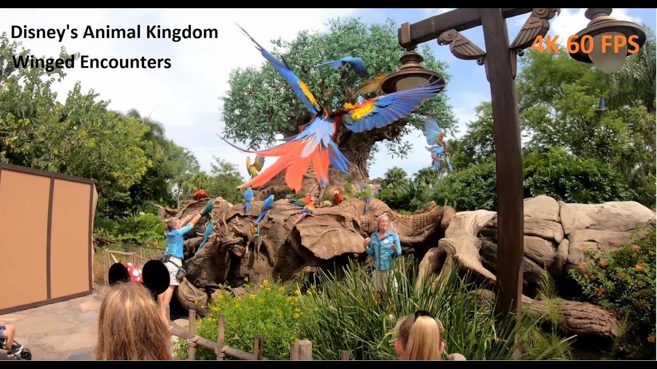 Winged Encounters Walt Disney World Animal Kingdom - 4K 60 FPS - August ...