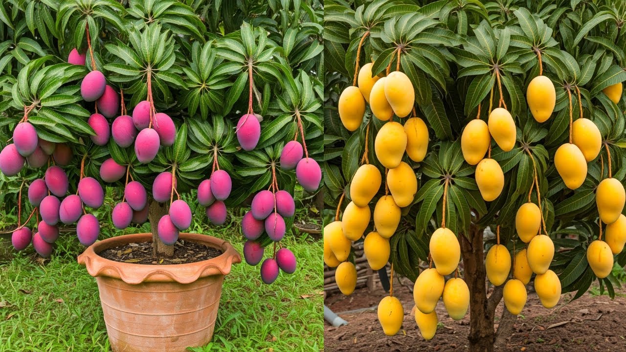 LIVE🔴 🌿Sweet Success: A Step-by-Step Guide to Growing Mango Trees from ...