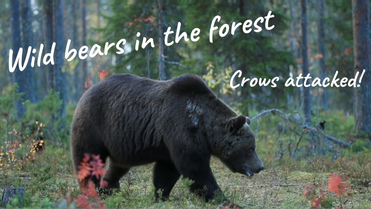 Bears and Crows (Territory Battle) - YouTube