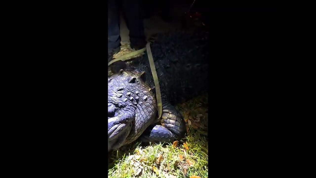 Monster Alligator caught in ST Petersburg Florida !!! 12FT ++++ # ...