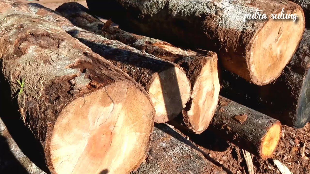 Durian wood - bagus hanya di jadikan bahan pallet - YouTube