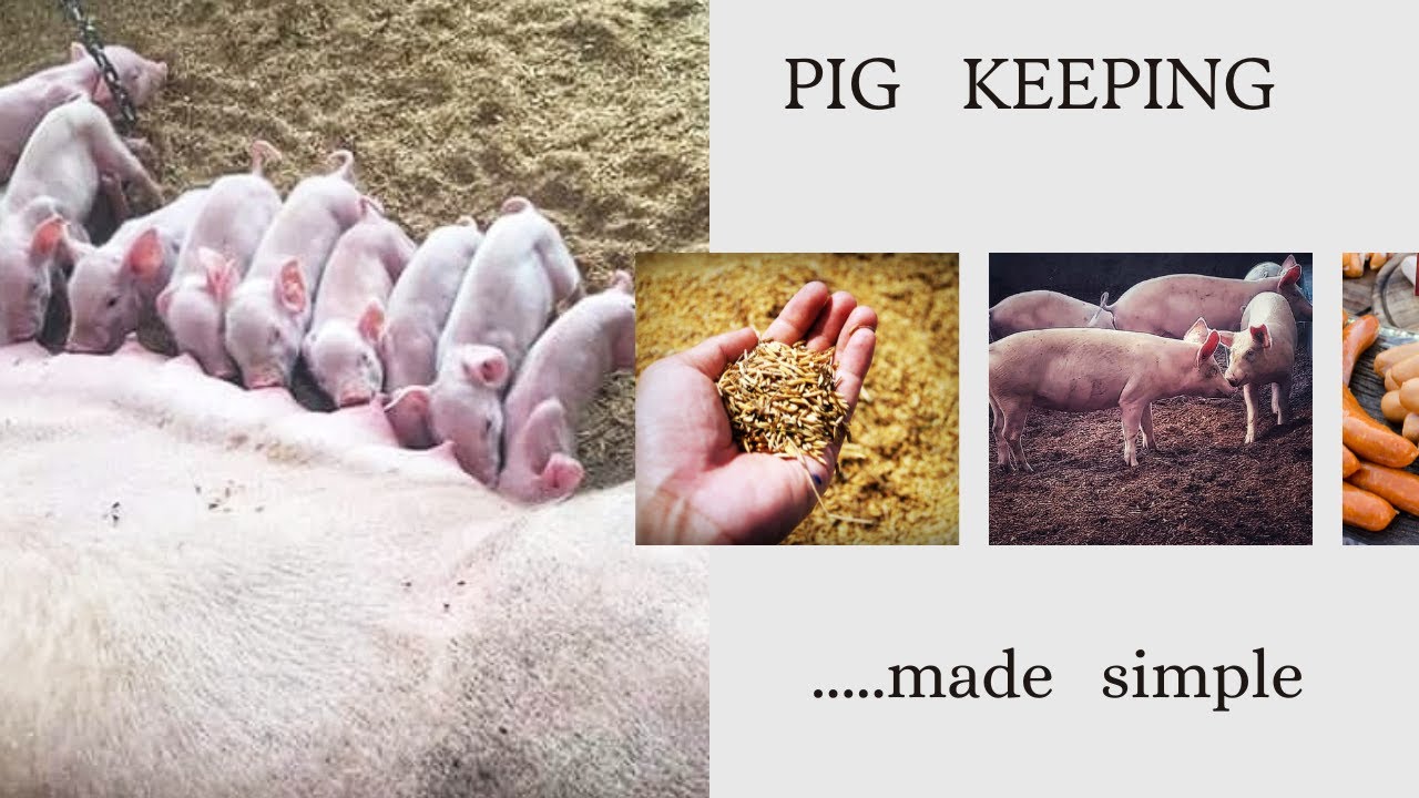 Low cost Simple Cheap no smell deep litter pig structure using Locally ...