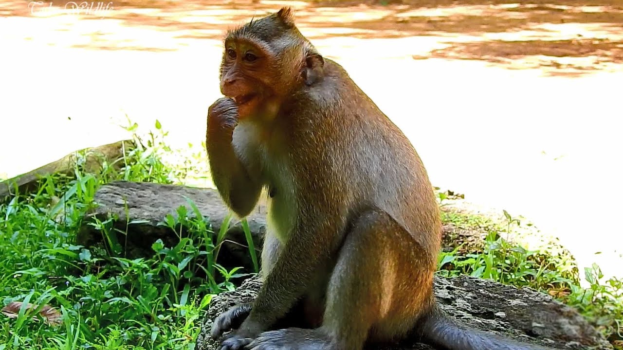 Young pregnant monkey Dee Dee crying terrified Marcus - Dee Dee so ...