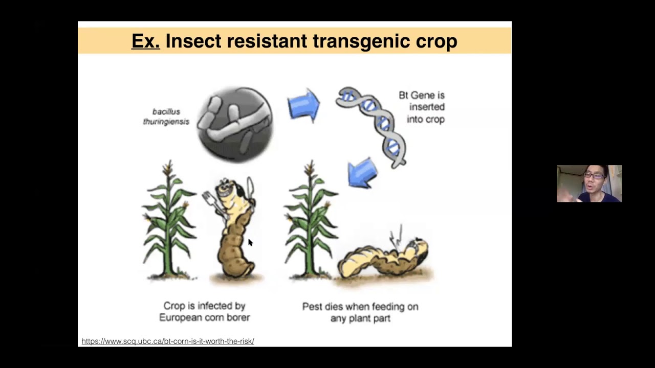 MicroRBRU (part 2) Synthetic microbiology By Dr.Pakpoom Subsoontorn ...