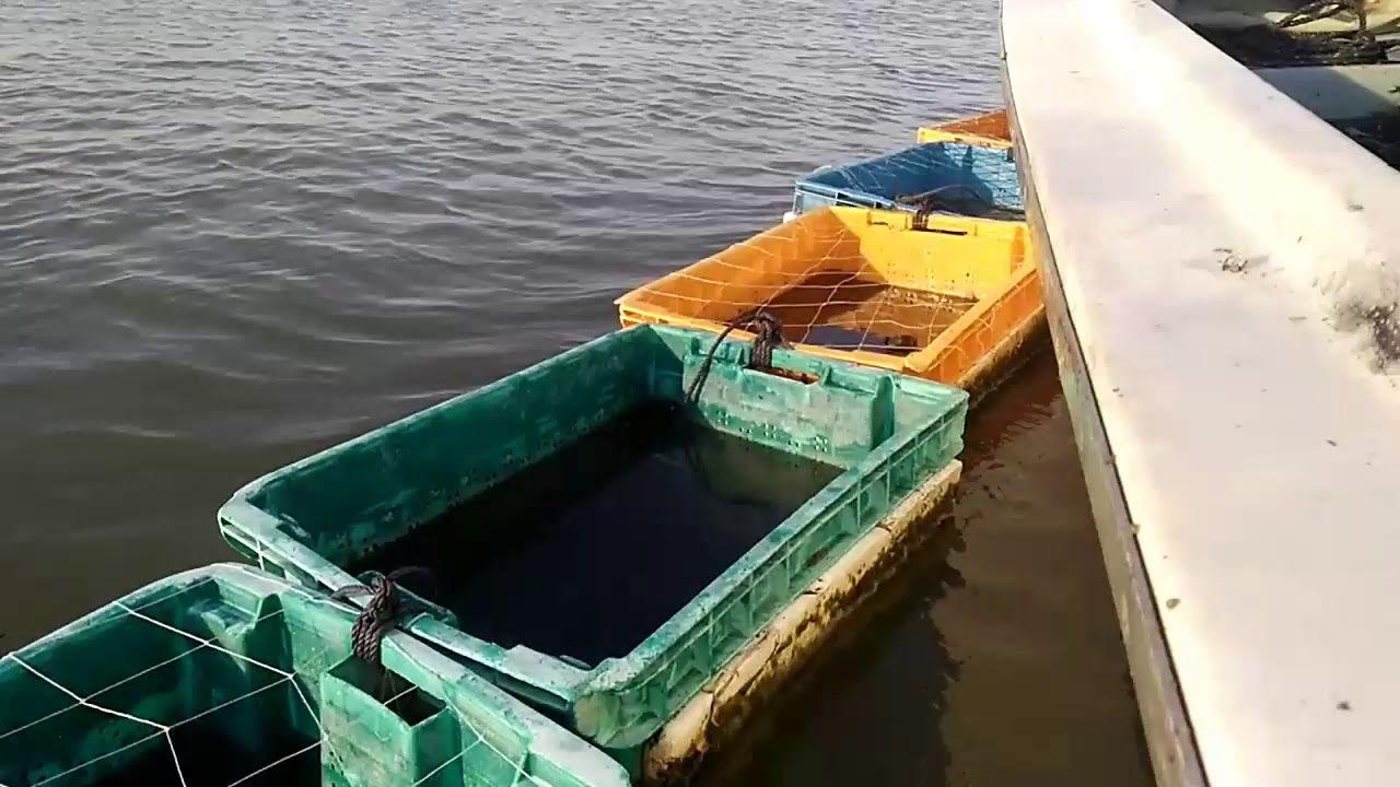 sea grapes farming - YouTube