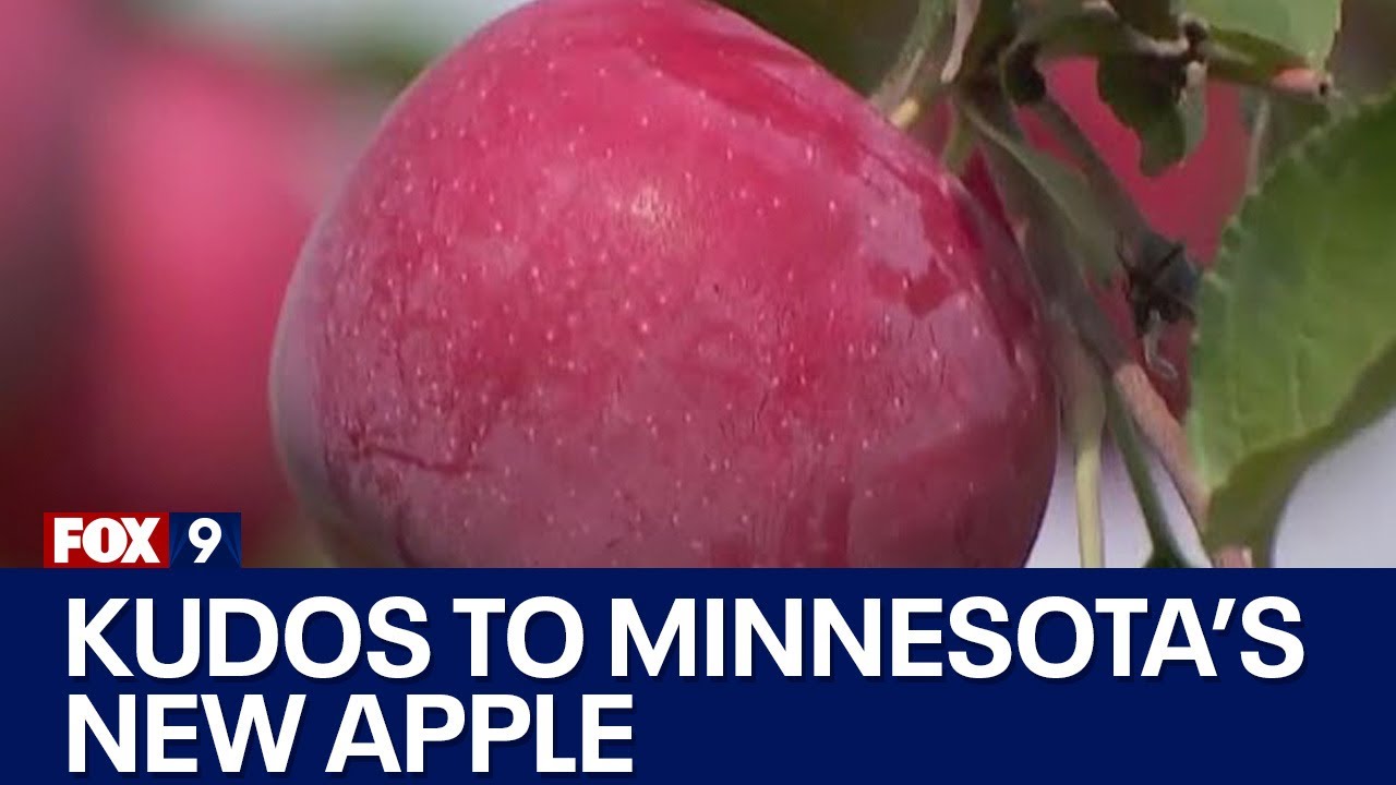 Kudos to Minnesota’s new apple - YouTube