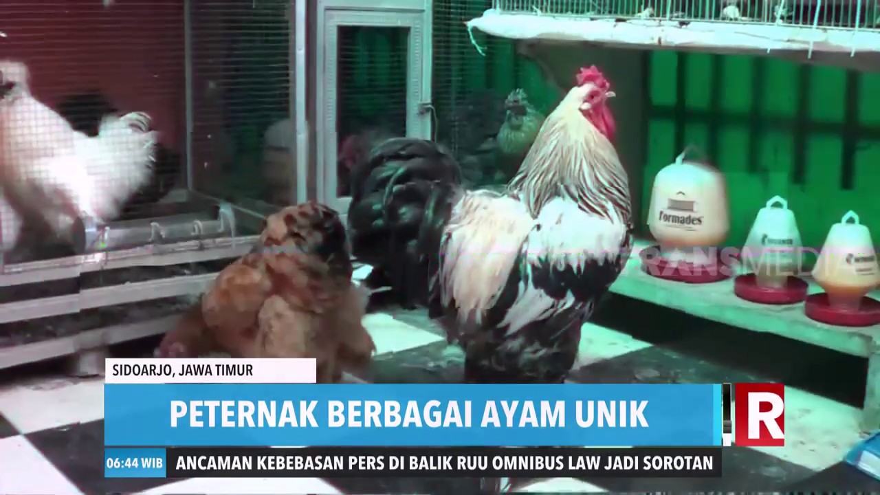 Unik, Ayam Berbulu Seperti Anggora | REDAKSI PAGI (19/02/20) - YouTube