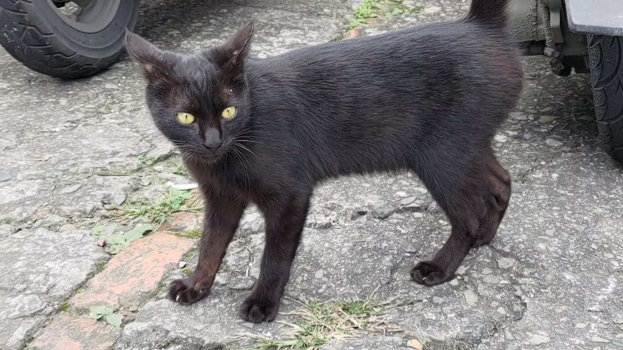 Catwalk Meme.part2 - YouTube