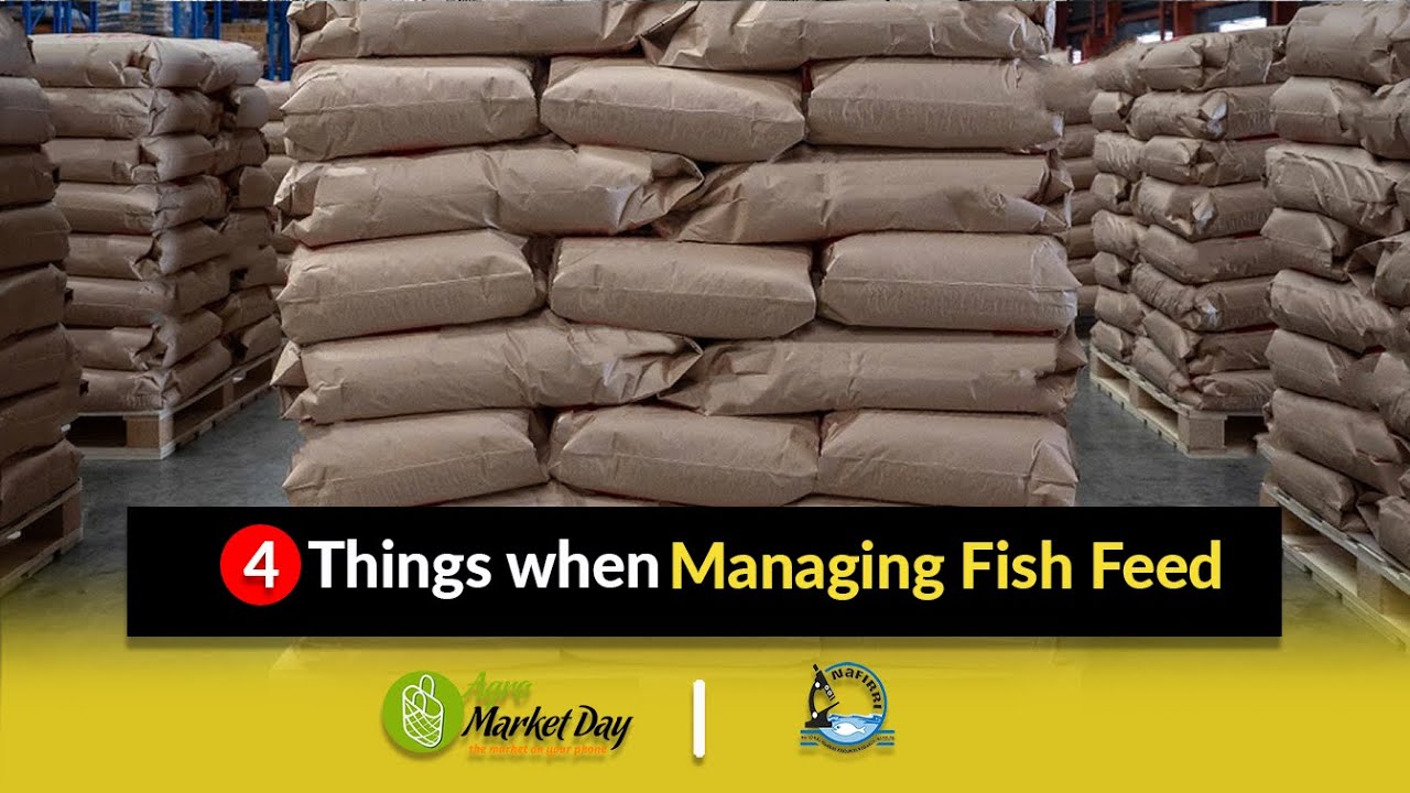 #4 Things to Do When Managing Fish Feed || Feeds and Feeding Fish - YouTube