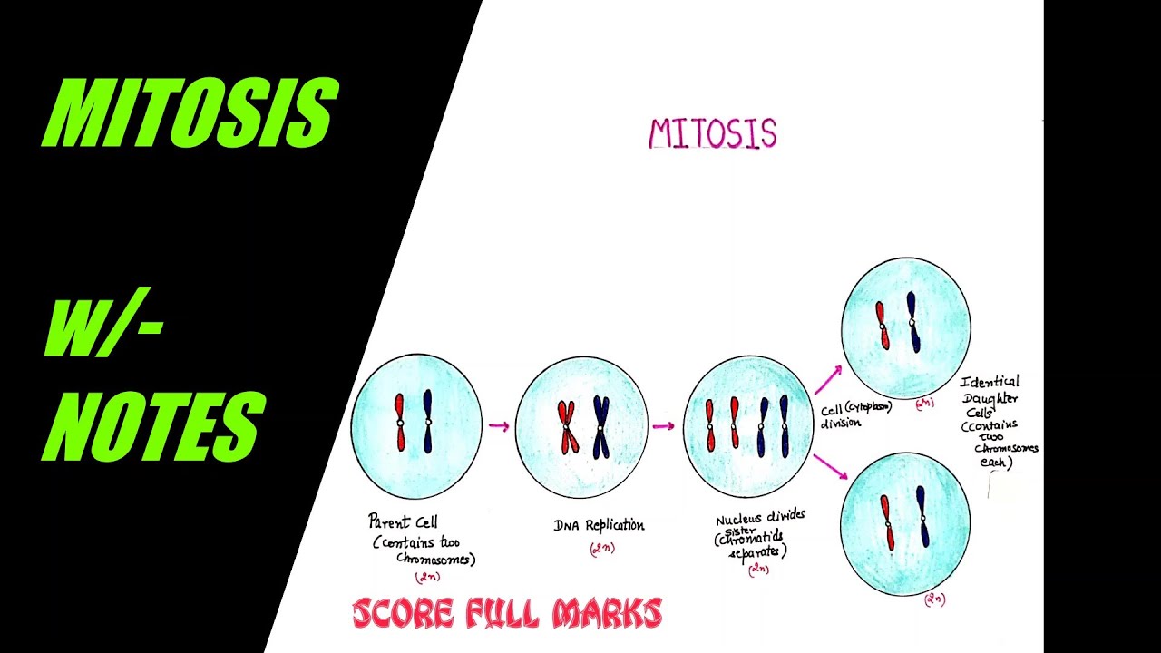 How to draw easily MITOSIS / CELL DIVISION / w/-NOTES / SCIENCE ...