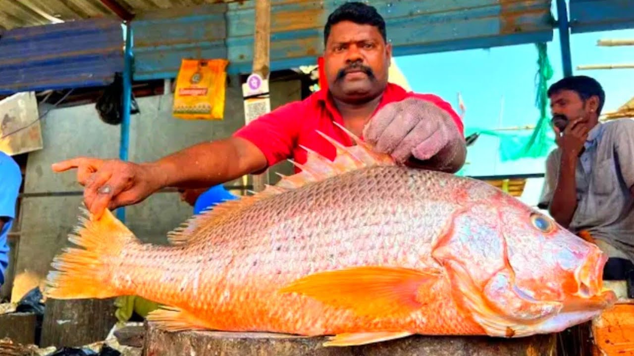 💥🤯Kasimedu Speed Selvam Biggest🛑Orange Snapper Fish live Cutting Skills ...