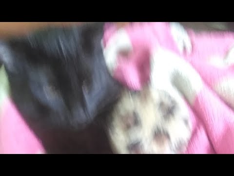 Bored Live Stream - YouTube