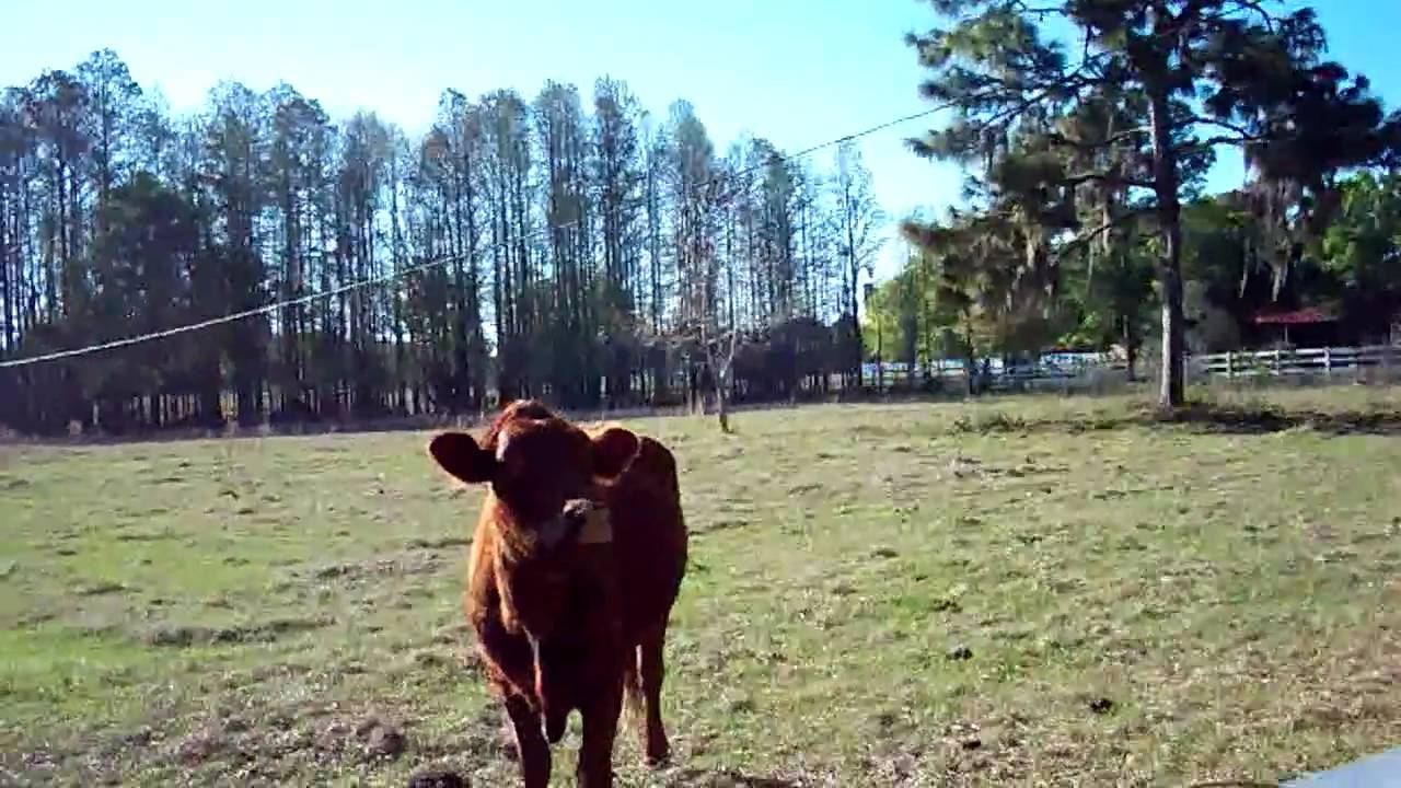 Attempting to ride the cow. - YouTube