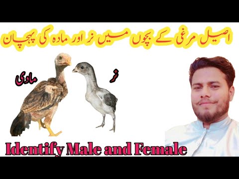Aseel Murgi ke Bacho mai Nar Aur Mada ke Pehchan Ka Tariqa | Identify ...
