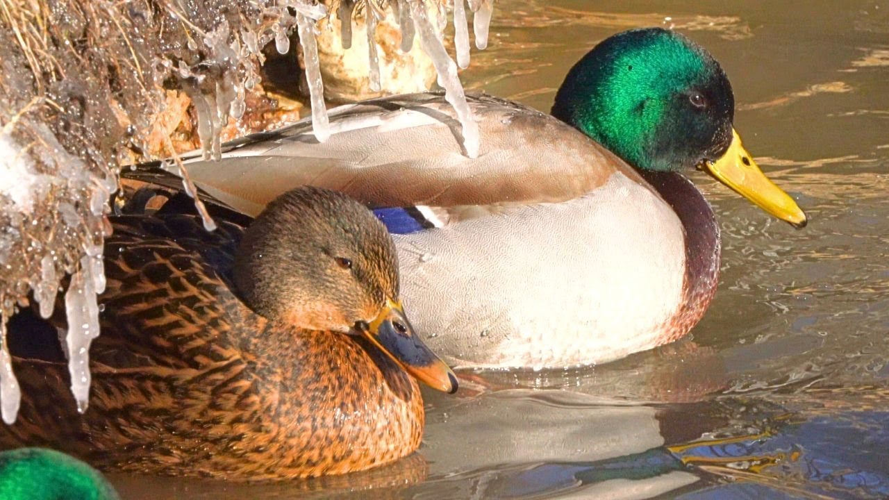 Close-ups of the Ice Coast Arctic Mallard Ducks [4K] - YouTube