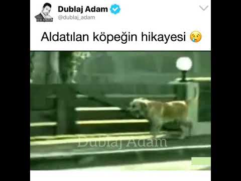 Aldatılan köpeğin hikayesi 😢