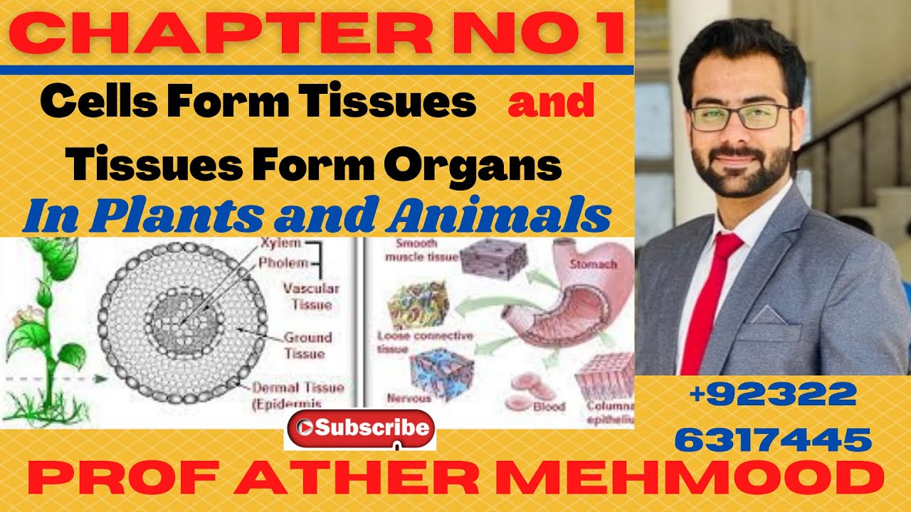 6th-Class-General-Science-Ch-1-Cells-Form-Tissues-And-Tissues-Form ...