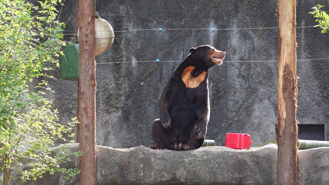 Malayan Sun Bear "Martin" meal time 20241103_3／Toyohashi Zoo&BotanicalParknon_hoi_park／4K - YouTube