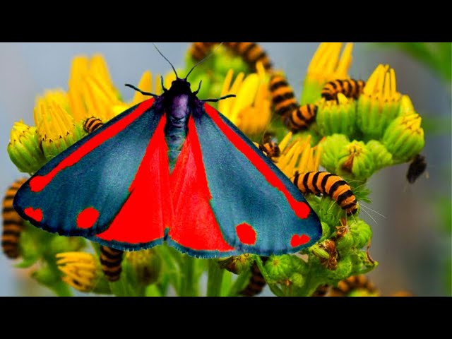 Cinnabar Moth