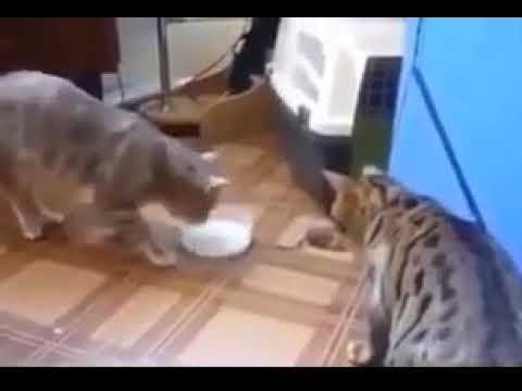 Hadii yaayuurta garatay in LA isku tananzulo anaga maxaa noo diiday in aan isku tanaazulno