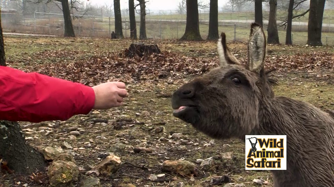 Wild Animal Wednesday: Mini Donkeys March 2020 - YouTube