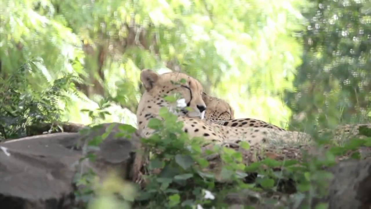 Honolulu Zoo commercial - YouTube
