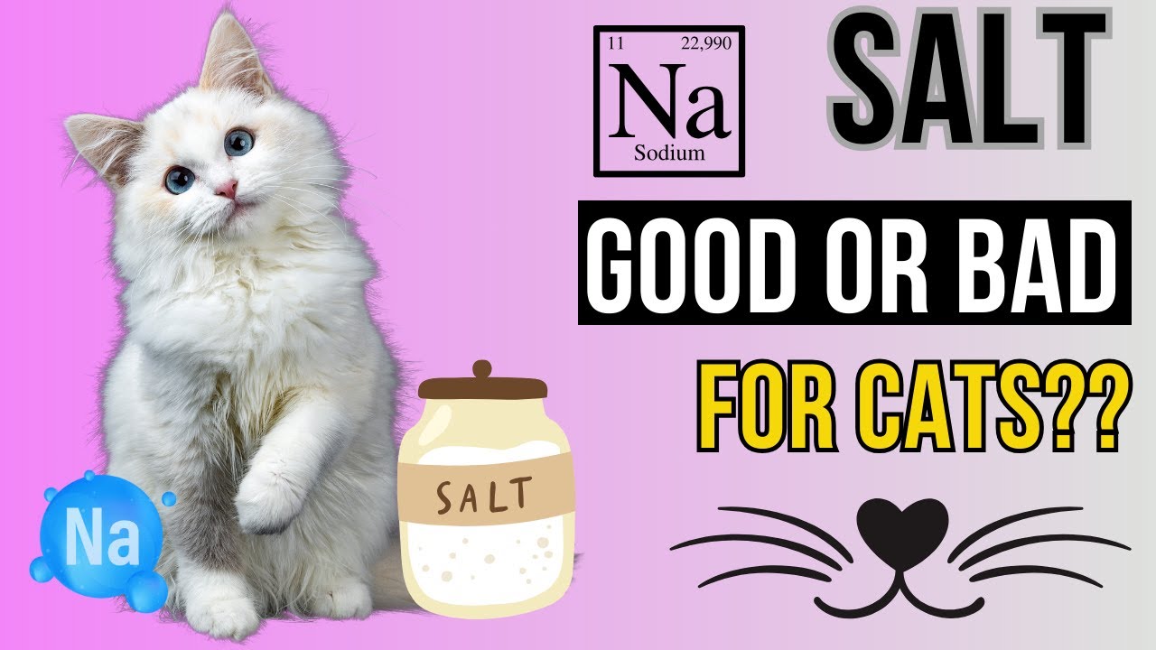 The Hidden Danger of SALT! Sodium in Your Cat's diet. - YouTube